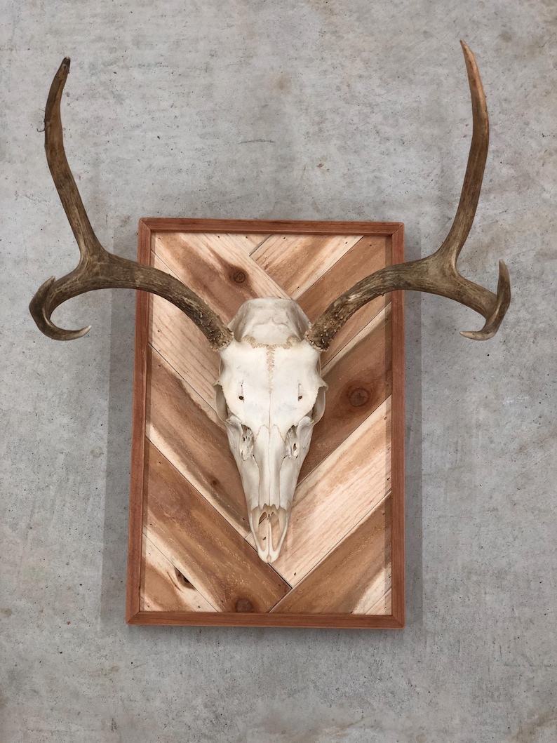 The Calico Herringbone European Skull Display - Etsy