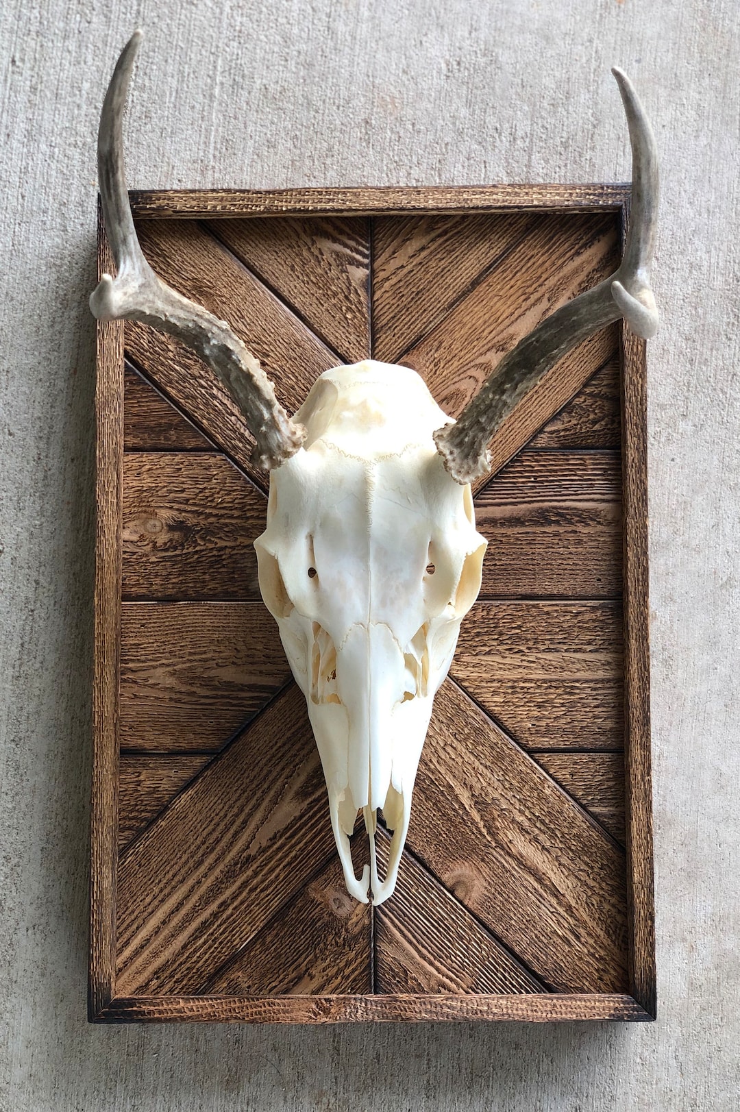 Barnwood European Mount Display & Rustic Barnwood Decor - Etsy