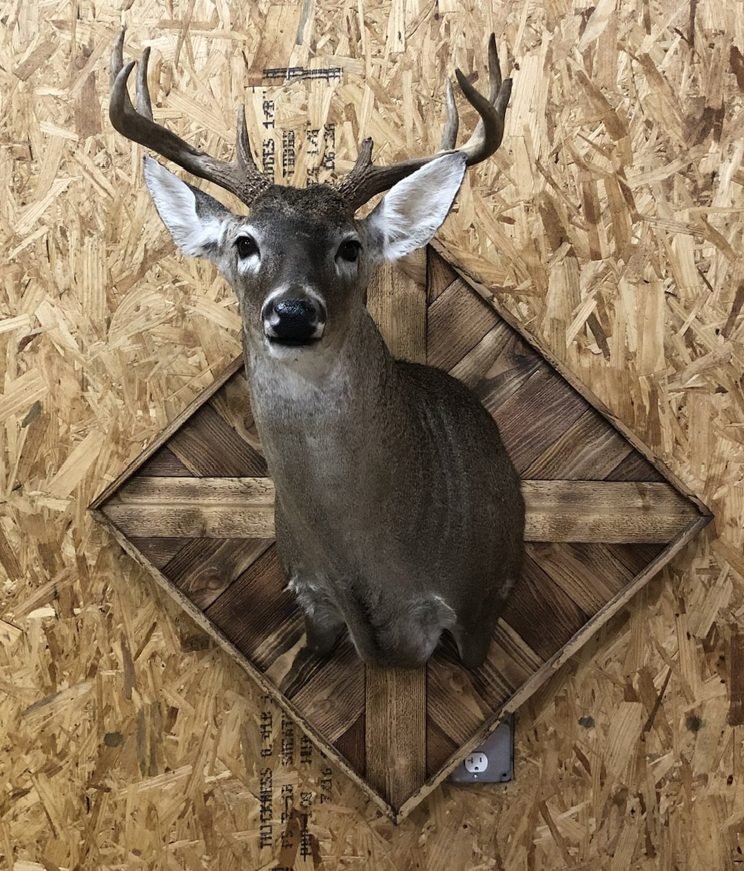 Rustic Taxidermy Backboard - Etsy