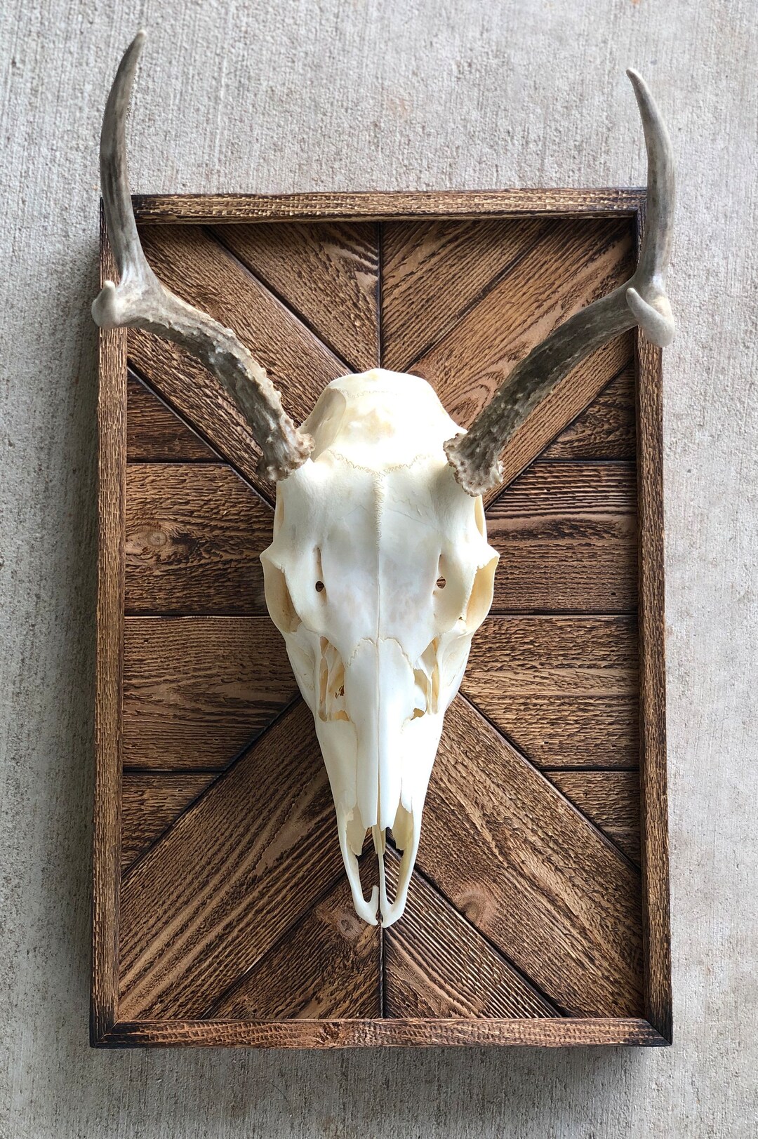 Barnwood Series: European Mount Display & Rustic Barnwood Decor - Etsy