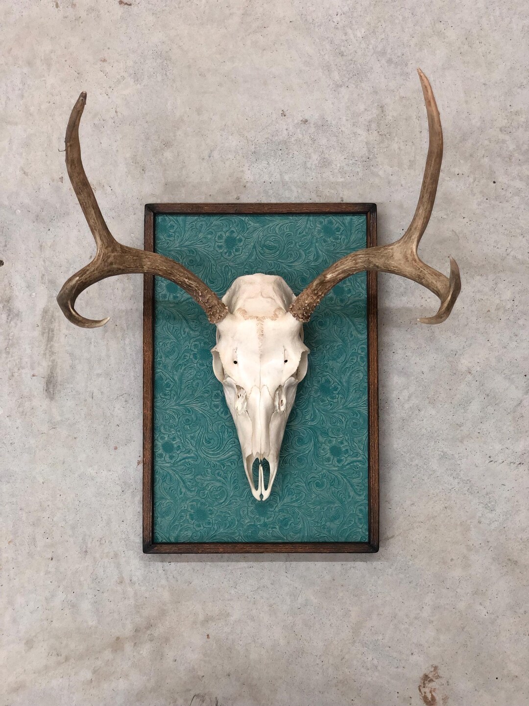 The Teal Tooled Leather - European Skull Display - Etsy