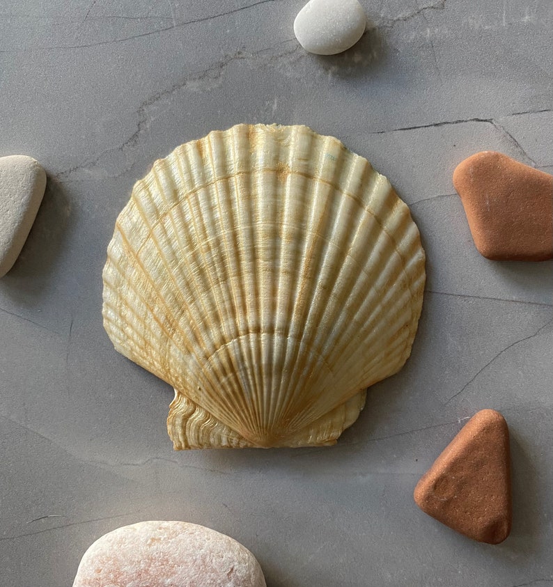 Beach Sunset Painted Scallop Shell - Etsy