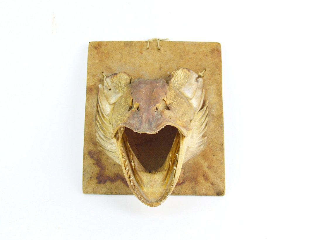 Vintage Fish Head - Vintage Taxidermy - Vintage Pike Fish Head - Wall ...