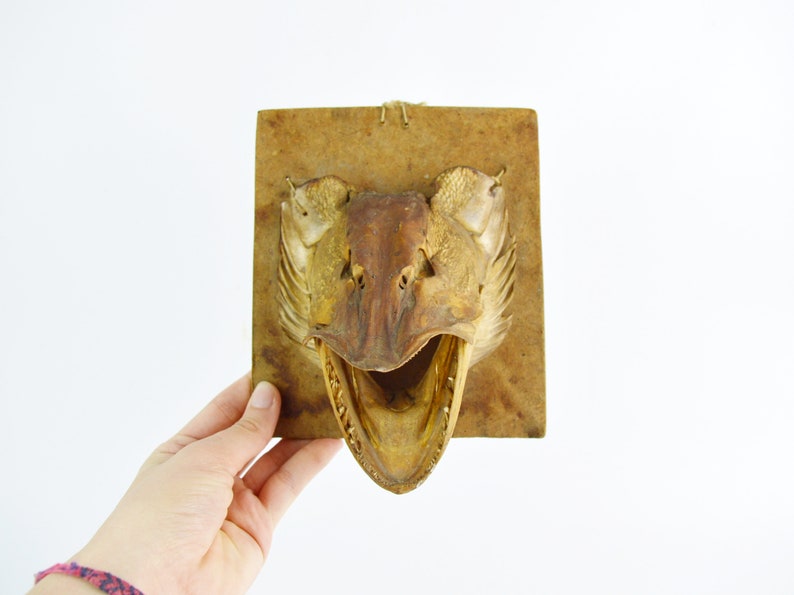 Vintage Fish Head, Retro Taxidermy, Pike, Wall Hanging, Skull, Man Cave ...