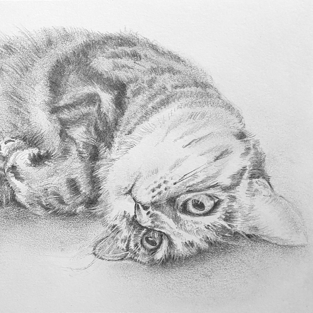 Custom Pencil Pet Portrait Hand Drawn Various Sizes Dog Cat Bird ...