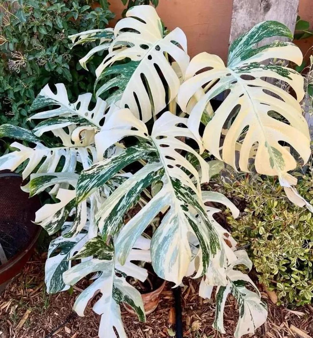 Monstera White Tiger Super White Variegated Albo Node Cutting - Etsy