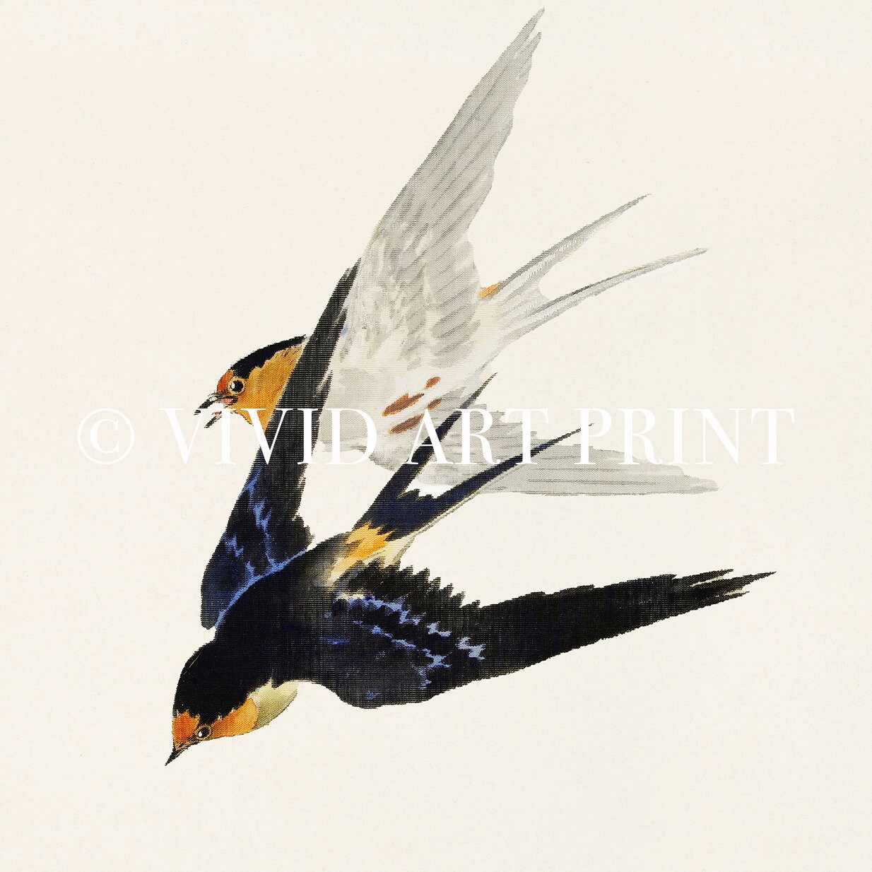 Vintage Bird PRINTABLE Art "three Swallows" Nursery Printable Digital ...