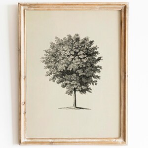 Vintage Walnut Tree Botanical Sketch Art Print (digital Download) - Etsy
