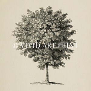 Vintage Walnut Tree Botanical Sketch Art Print (digital Download) - Etsy