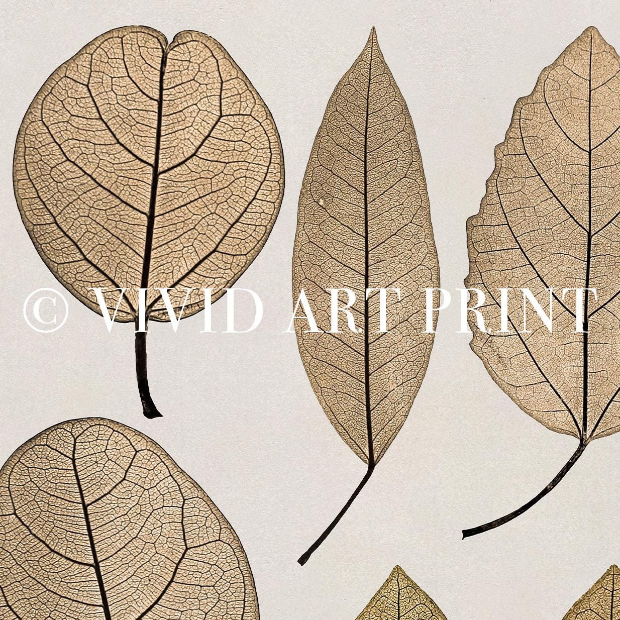 Delicate Leaf Study PRINTABLE Wall Art | Minimalist Botanical ...
