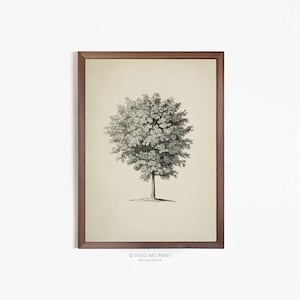 Vintage Walnut Tree Botanical Sketch Art Print (digital Download) - Etsy