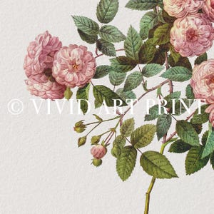 Vintage Botanical Rose PRINTABLE Wall Art | Antique Decorative ...