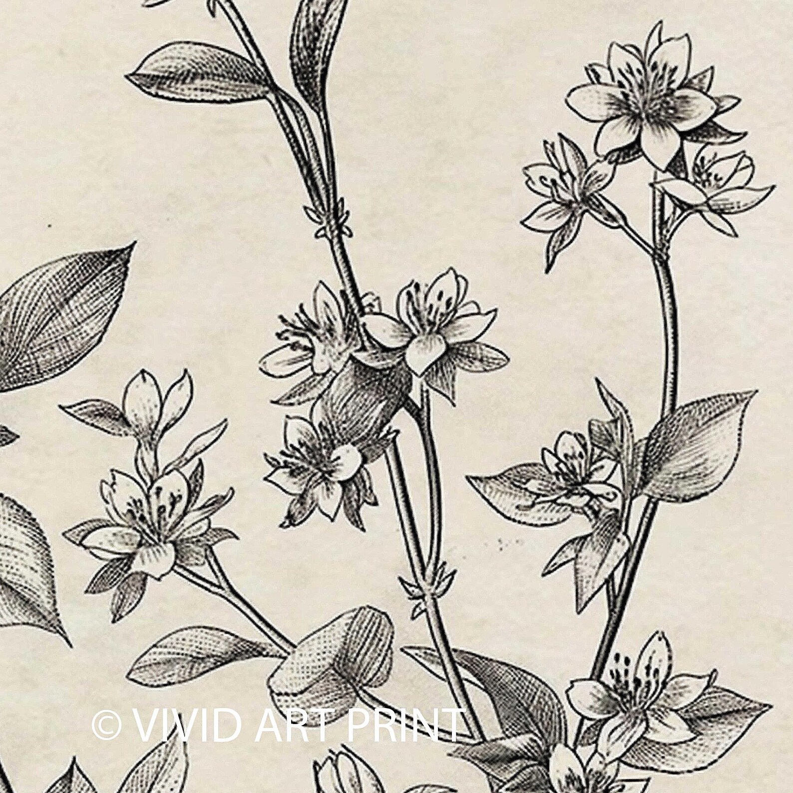 Botanical Antique Drawing Printable Art floral Elegy Minimal Flower ...