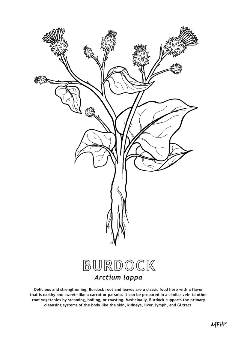 Edible Medicinal Plants Printable Colouring Pages for Kids or Adults ...