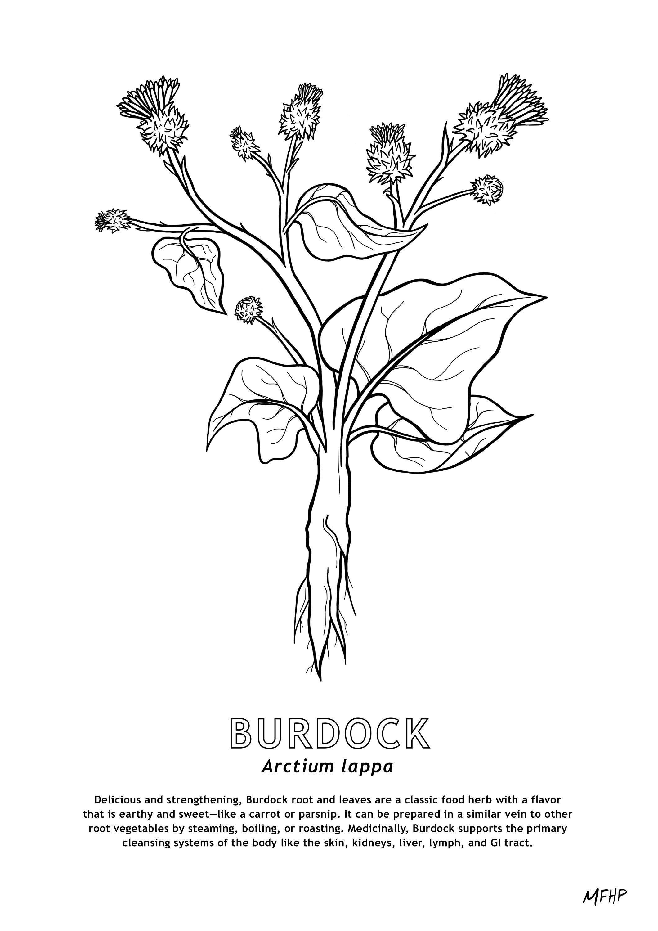 Edible Medicinal Plants Printable Colouring Pages for Kids or Adults ...