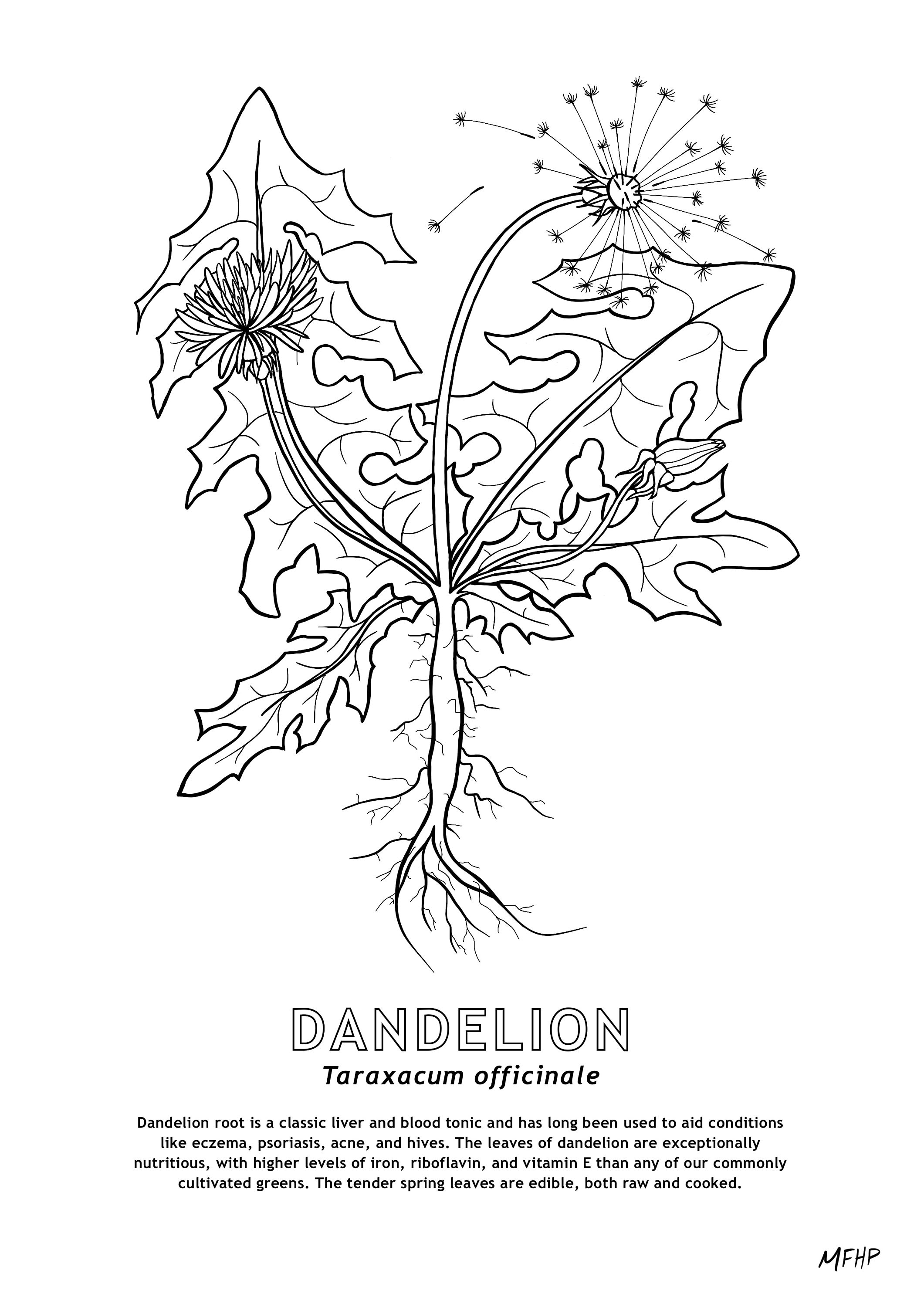 Edible Medicinal Plants Printable Colouring Pages for Kids or Adults ...