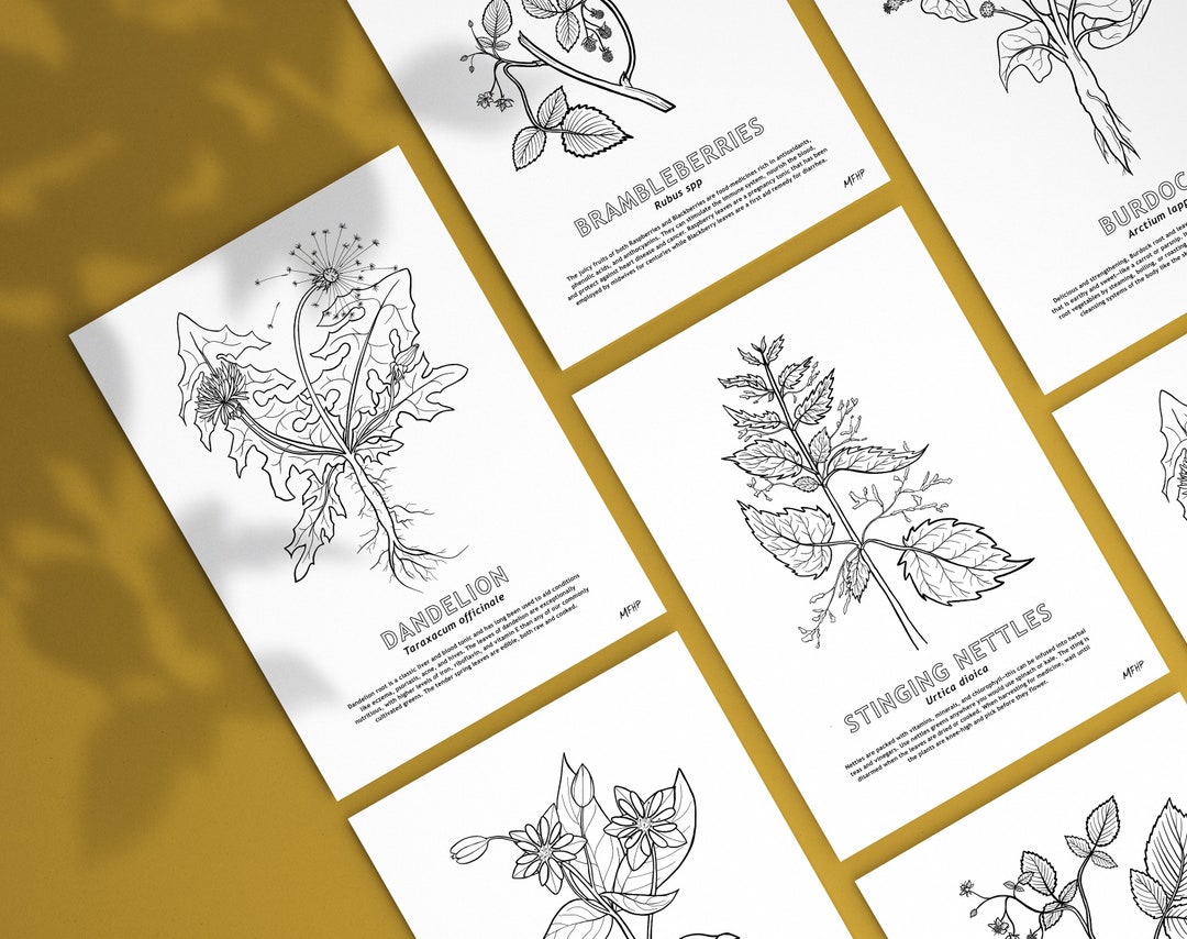 Edible Medicinal Plants Printable Colouring Pages for Kids or Adults ...