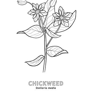 Edible Medicinal Plants Printable Colouring Pages for Kids or Adults ...