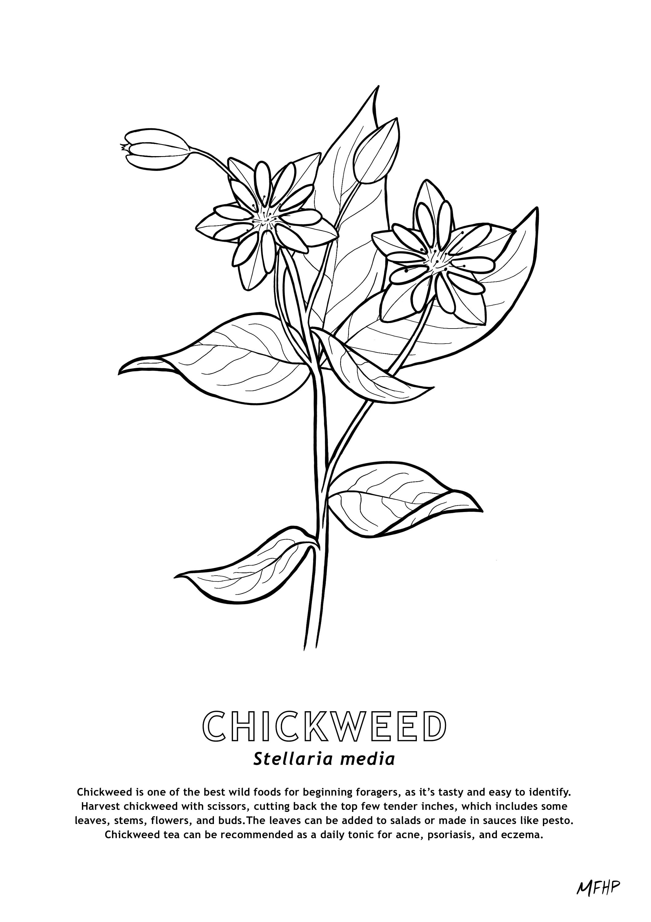Edible Medicinal Plants Printable Colouring Pages for Kids or Adults ...