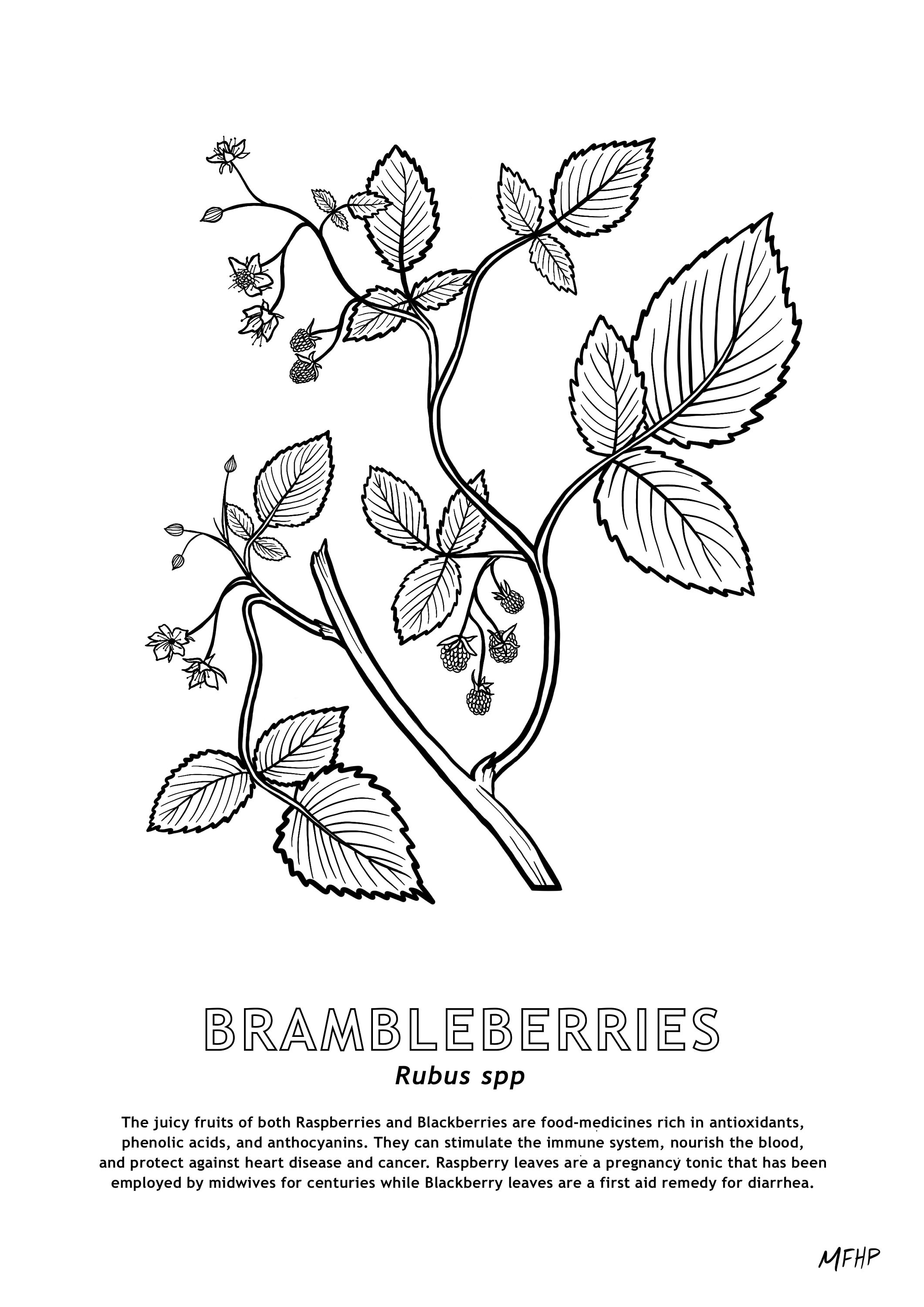 Edible Medicinal Plants Printable Colouring Pages for Kids or Adults ...