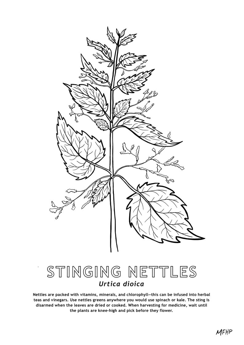 Edible Medicinal Plants Printable Colouring Pages for Kids or Adults ...