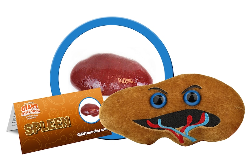 Giantmicrobes Spleen Plush, Splenectomy, Get Well Gifts, Immunologist ...