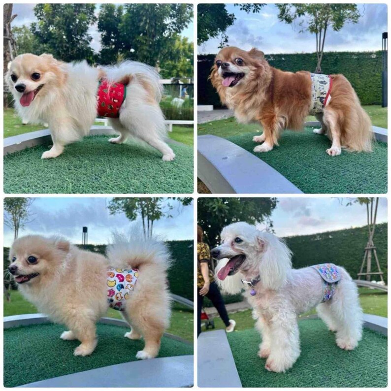 Thai Boxing, Stylish Male Dog Sash: Male Belly Bands, Reusable ...