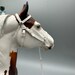 Traditional Draft Sized Leather Show Halter and Nylon Lead - Etsy