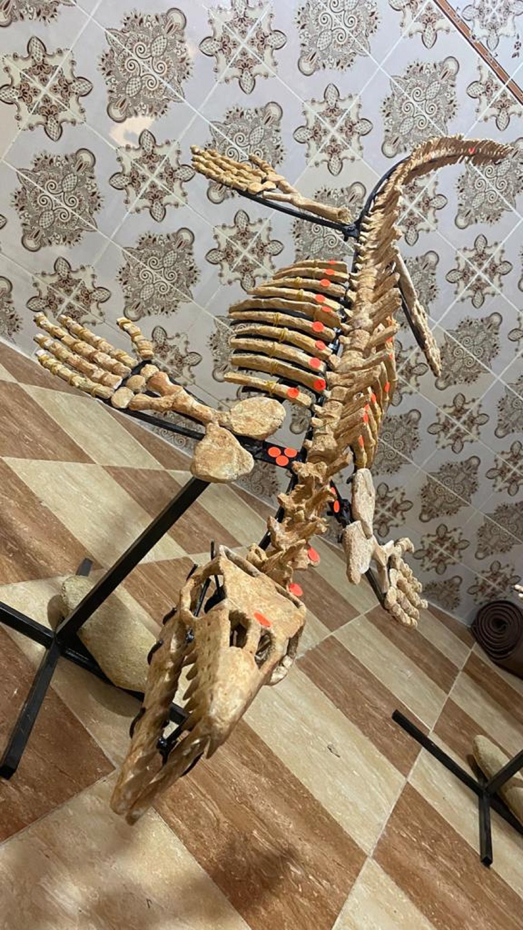 Mosasaurus Skeleton - Etsy