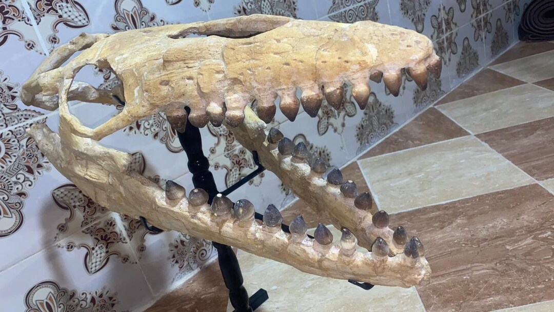 Moroccan Fossils, the Skull of a Huge Mosasaur Dinosaur - Etsy Canada