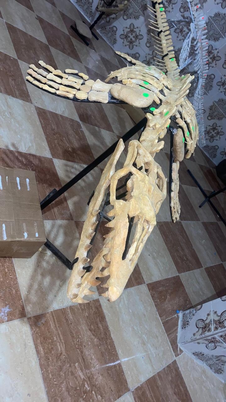 Mosasaurus Skeleton - Etsy