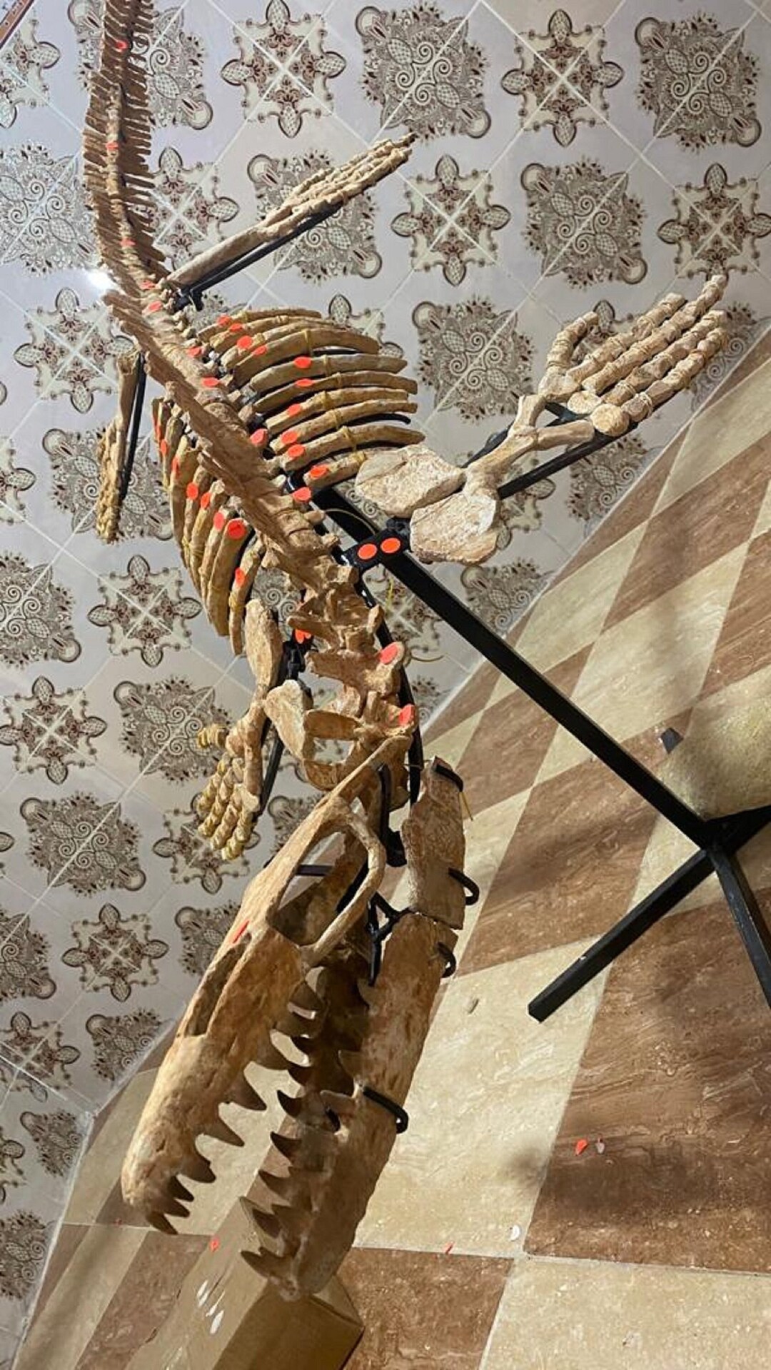 Mosasaurus Skeleton - Etsy