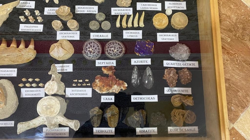 A Fossil Chart Collected Many Fascinating Fossils - Etsy