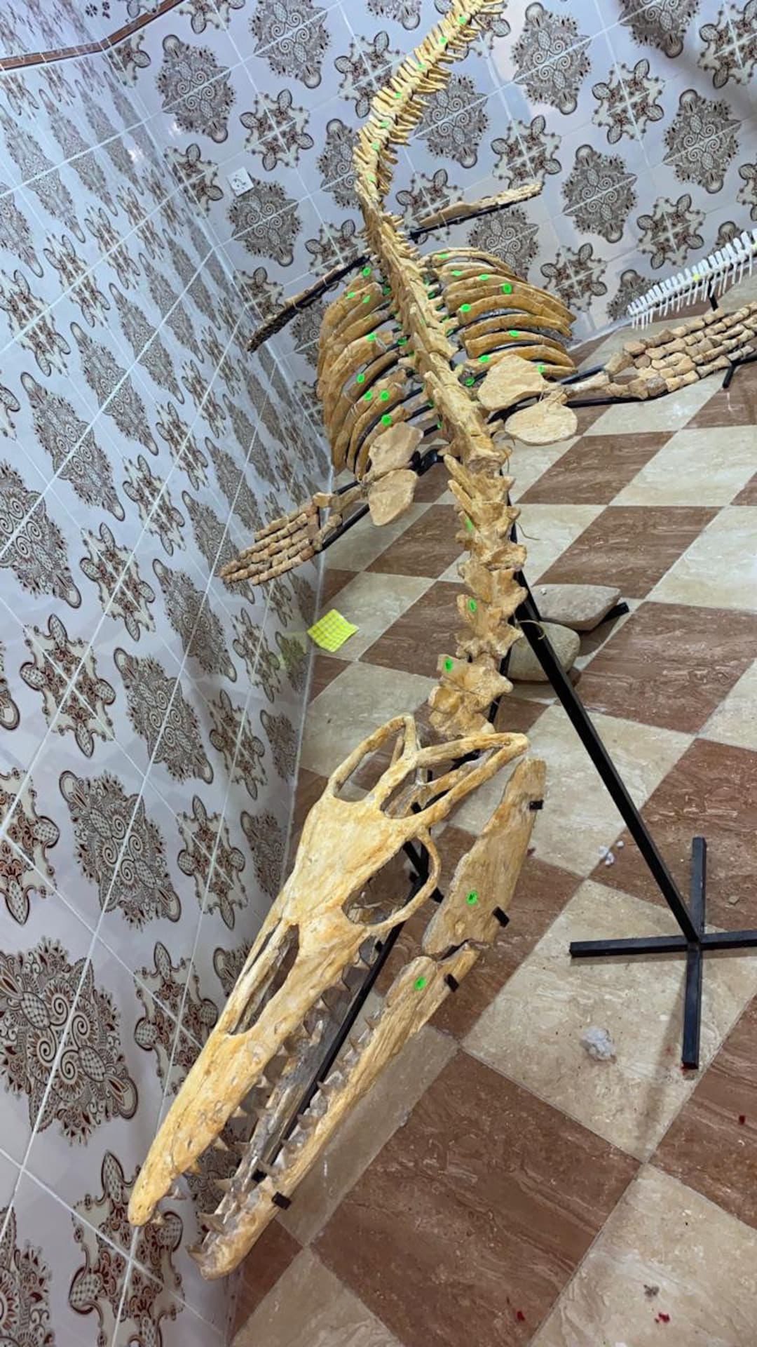 Mosasaurus Skeleton Very Rare - Etsy Canada