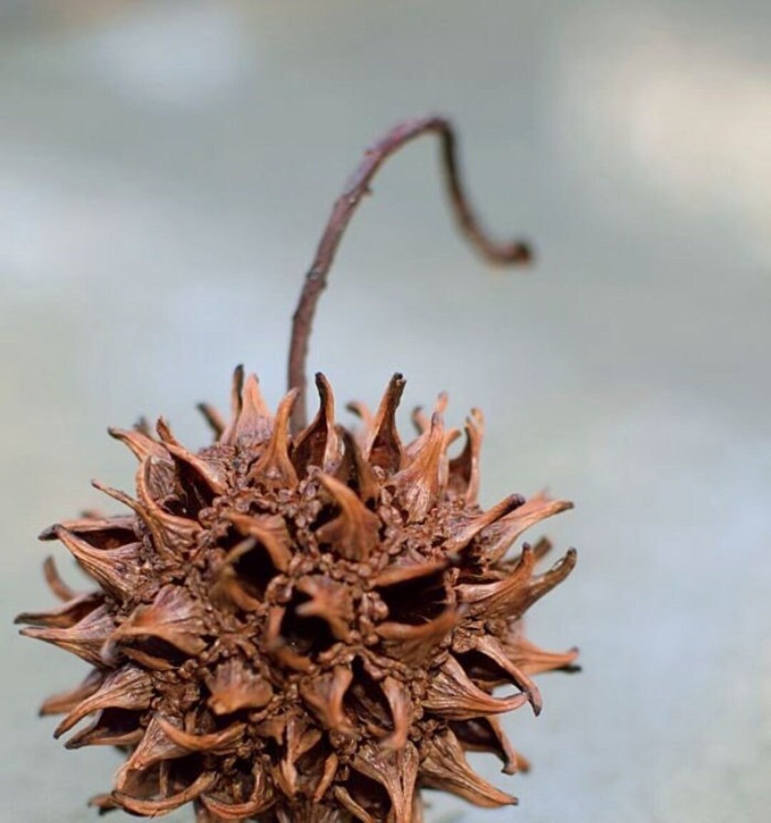 Witches Burrs AKA Sweet Gum Spurs - Etsy UK