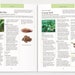 Ancient Remedies Revived by Shanon Greef - Etsy Australia
