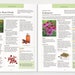 Ancient Remedies Revived by Shanon Greef - Etsy