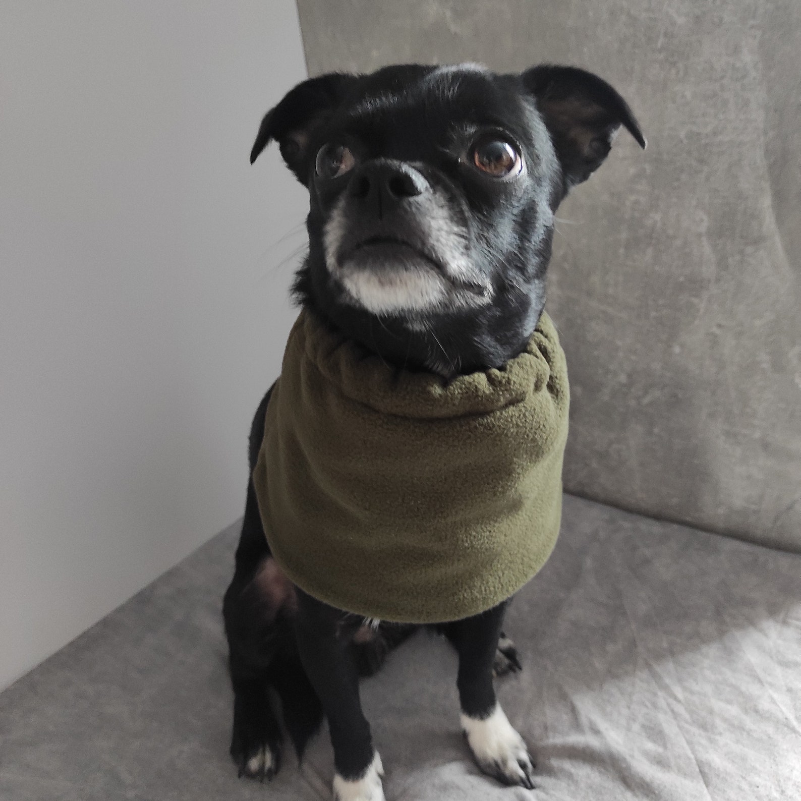 Fleece Dog Snood, Fleece Dog Scarf, Custom Dog Gift, Accessory for Dog ...