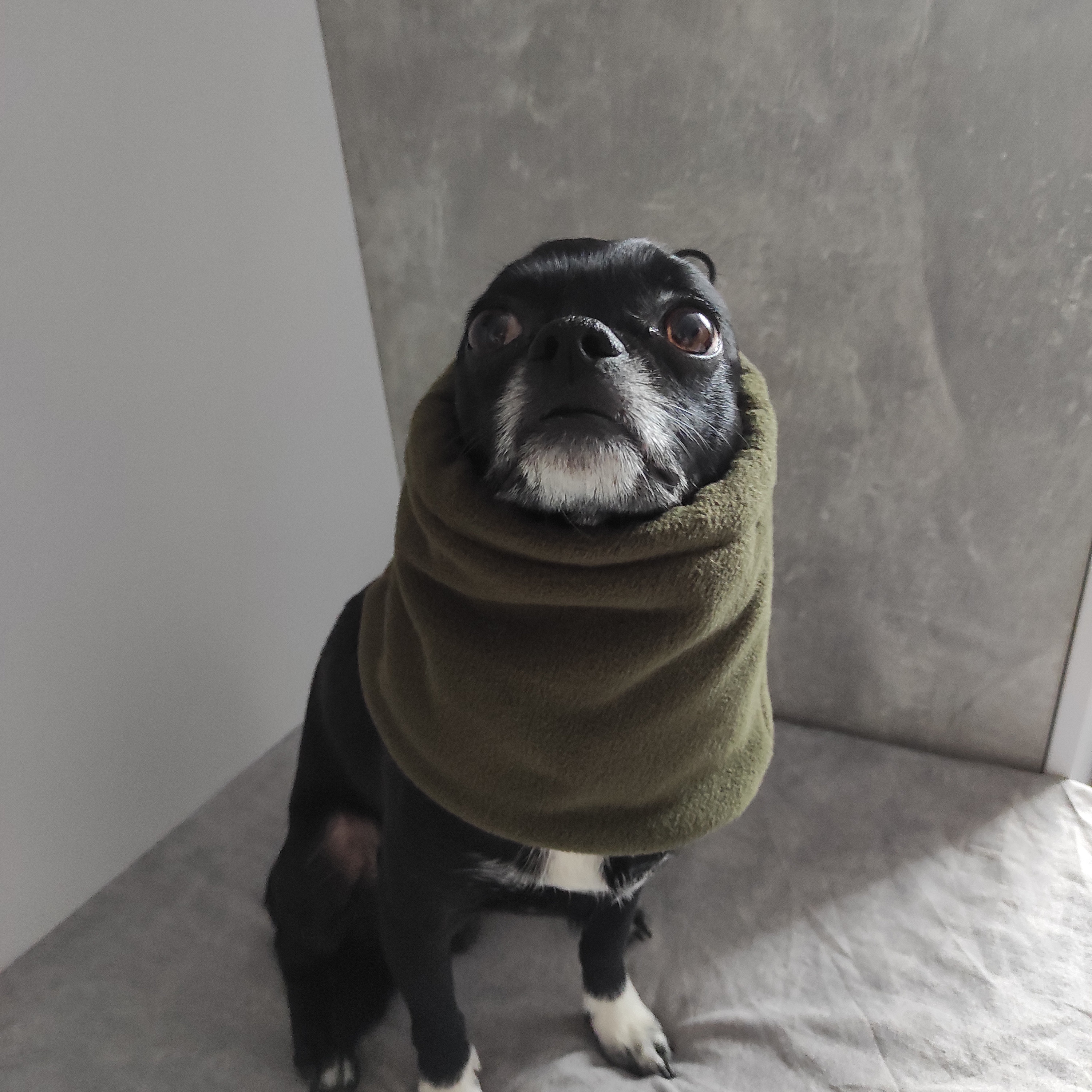 Fleece Dog Snood, Fleece Dog Scarf, Custom Dog Gift, Accessory for Dog ...