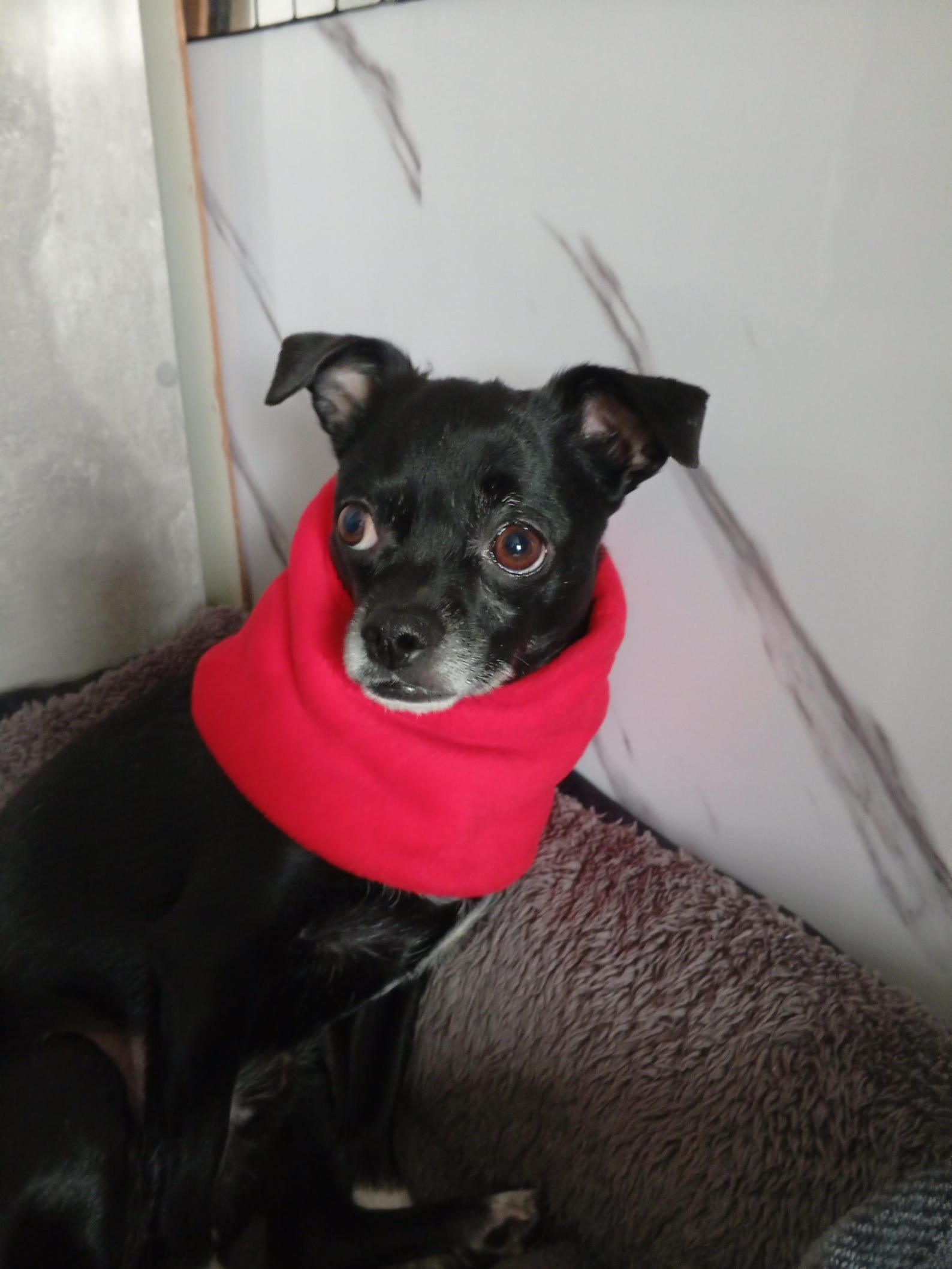 Fleece Dog Snood, Fleece Dog Scarf, Custom Dog Gift, Accessory for Dog ...