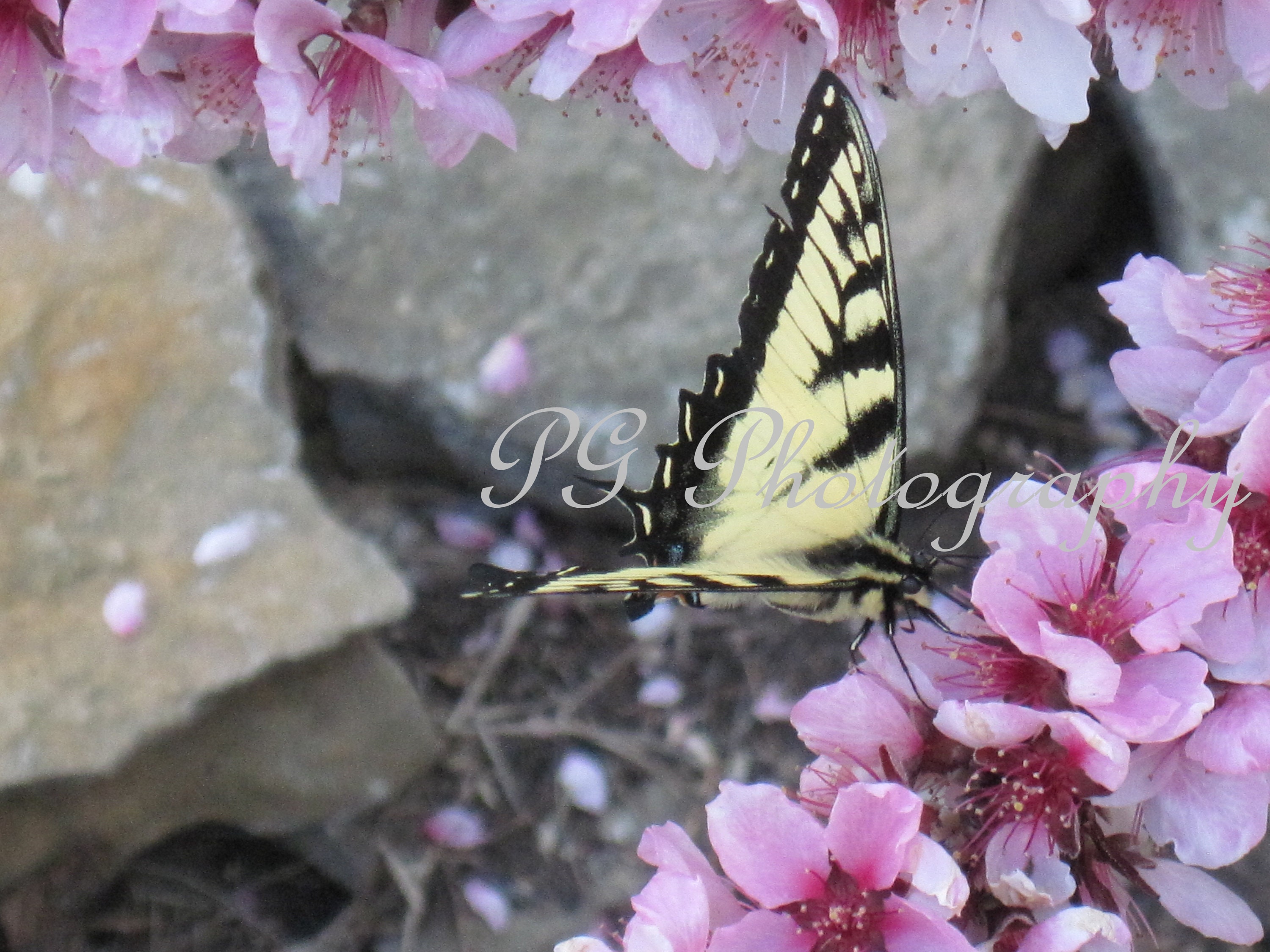 Set of 5 Downloadable Photos of Spring. - Etsy