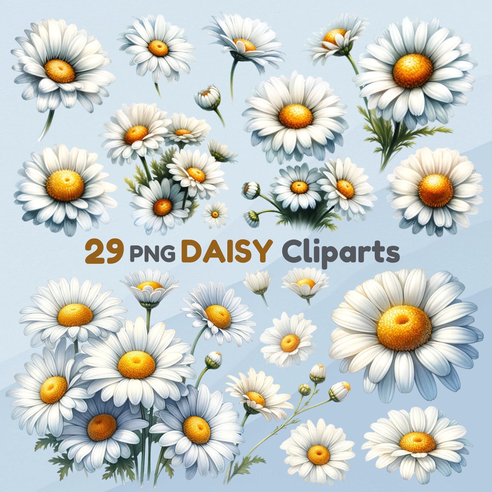 Daisy PNG, Watercolor Daisy Clipart Bundle, Spring Floral PNG, Flower ...