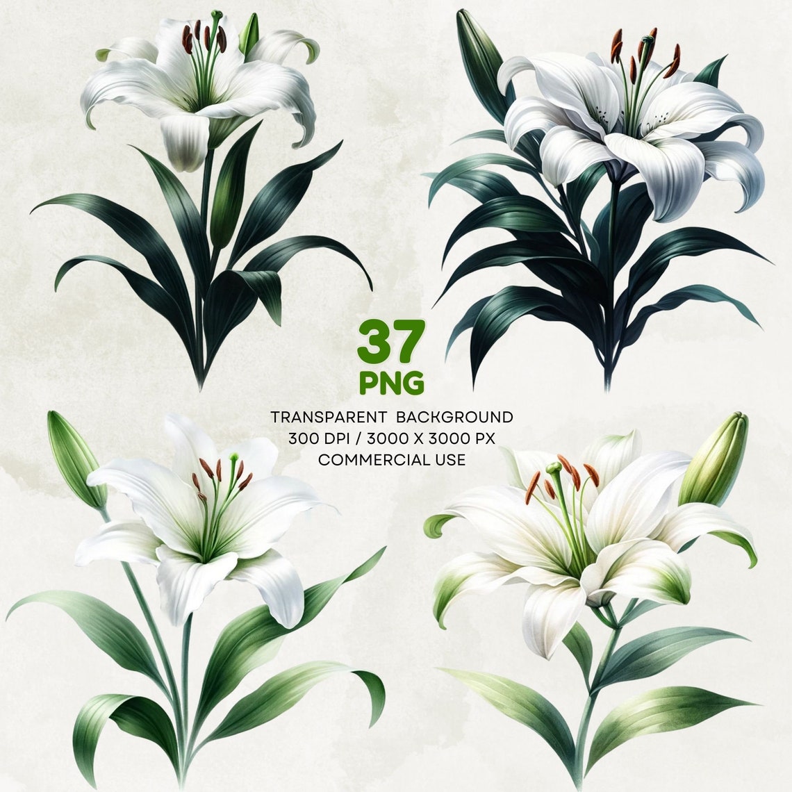 White Lily PNG, Watercolor Lily Clipart, Wedding Bouquet PNG, Lily Flower Clipart Bundle ...