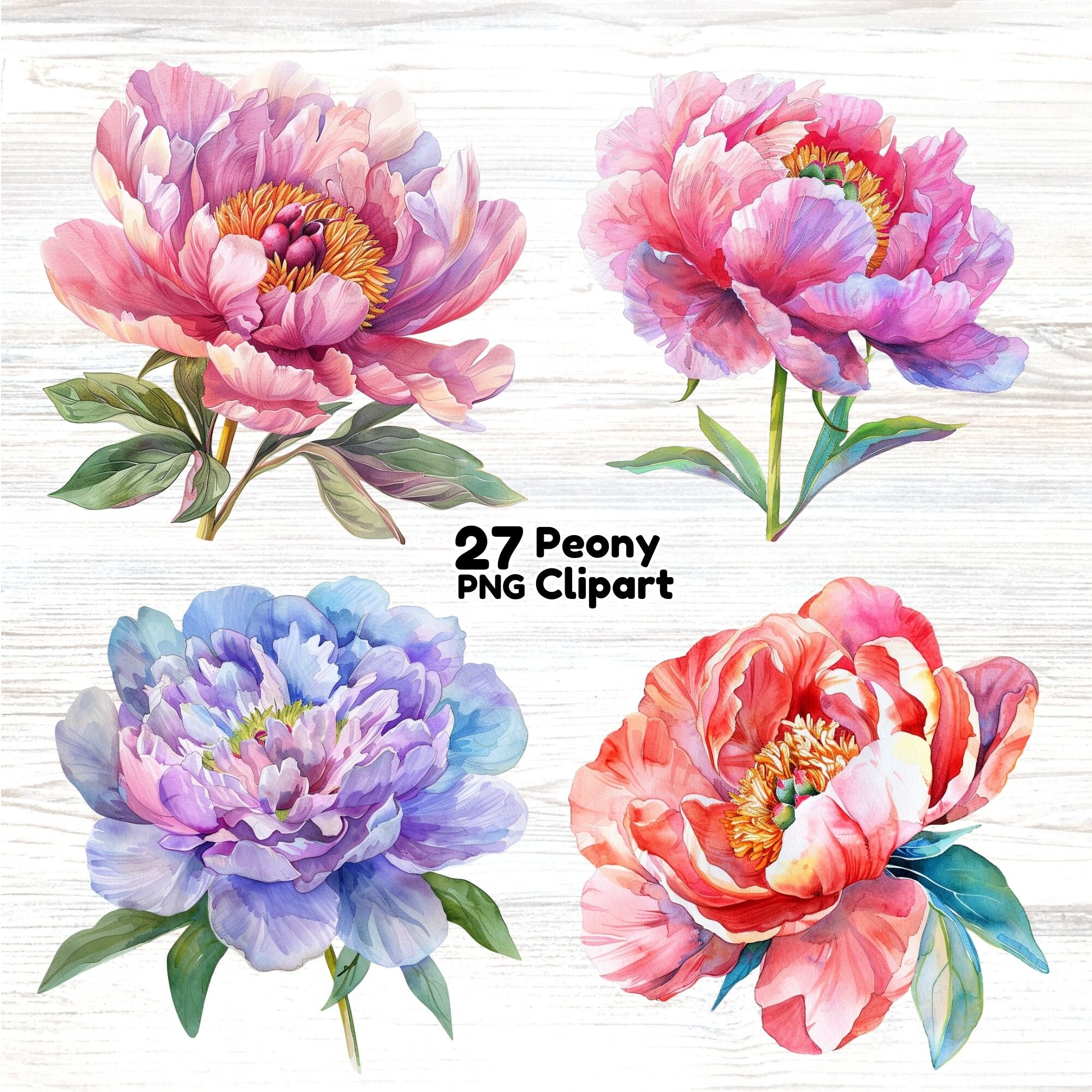 Watercolor Peony Clipart, Transparent PNG Clipart Bundle, Commercial ...