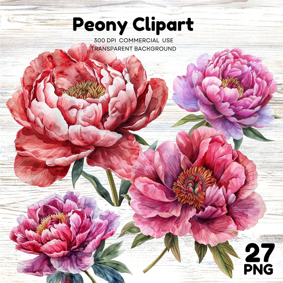 Watercolor Peony Clipart, Transparent PNG Clipart Bundle, Commercial ...