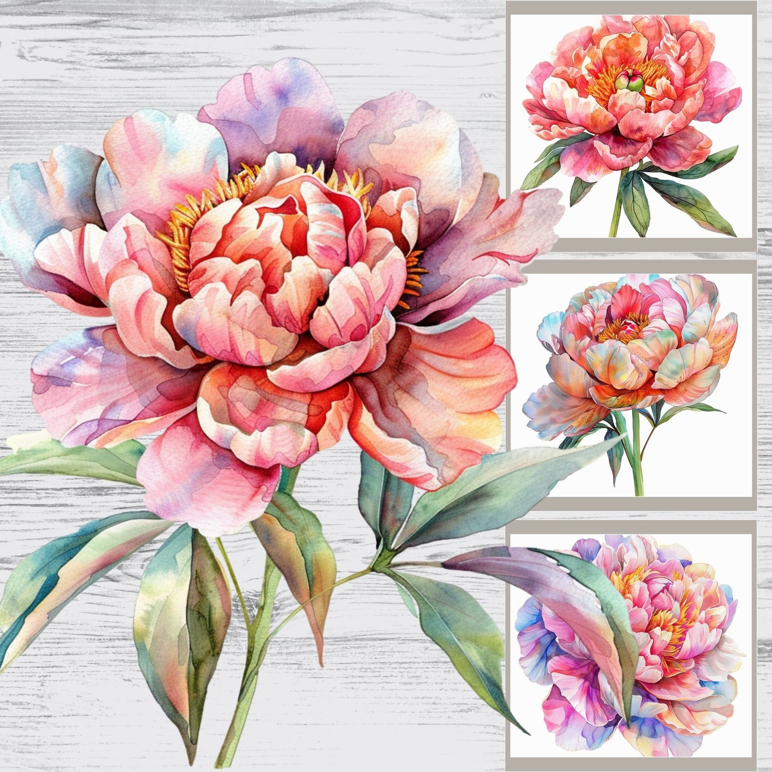 Watercolor Peony Clipart, Transparent PNG Clipart Bundle, Commercial ...