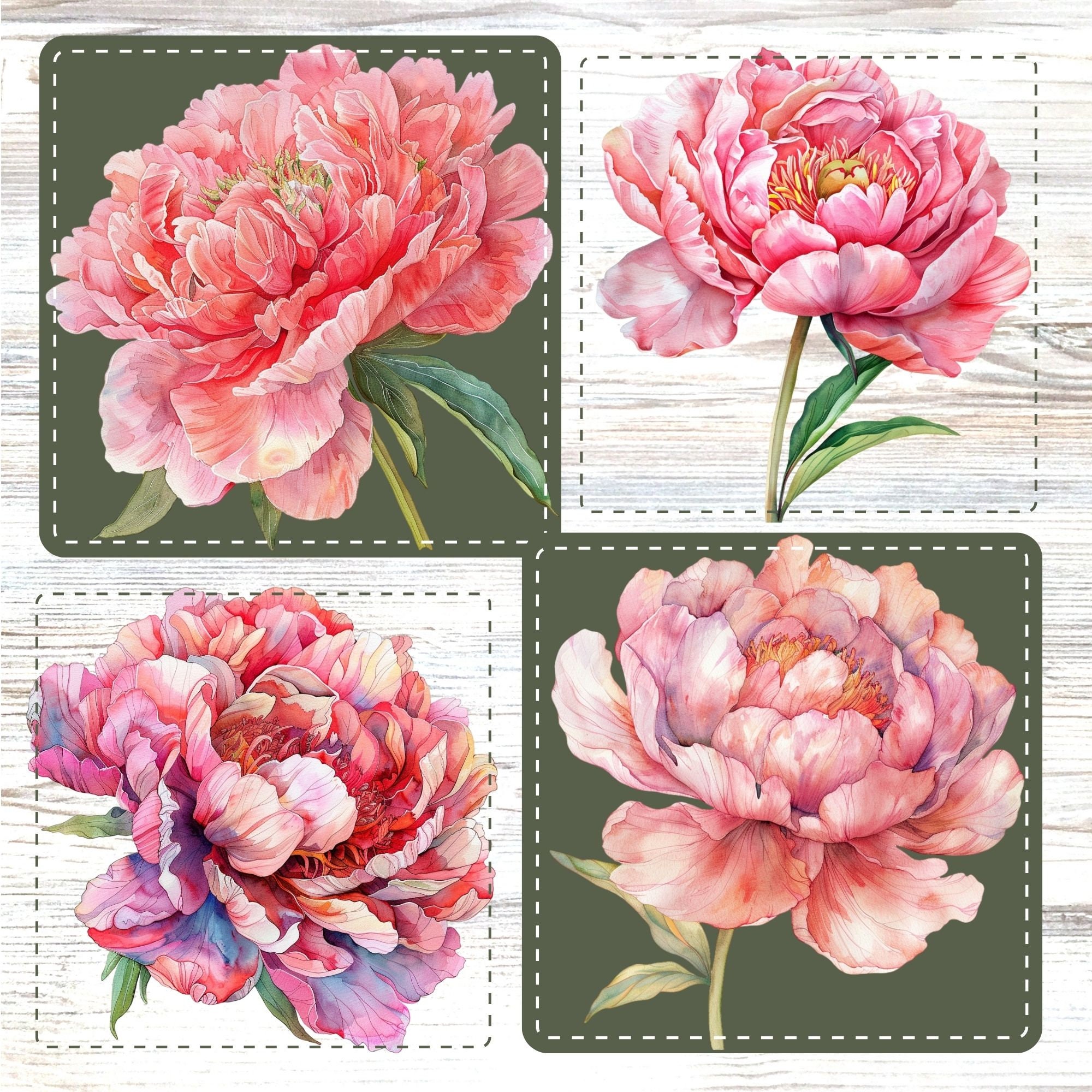 Watercolor Peony Clipart, Transparent PNG Clipart Bundle, Commercial ...