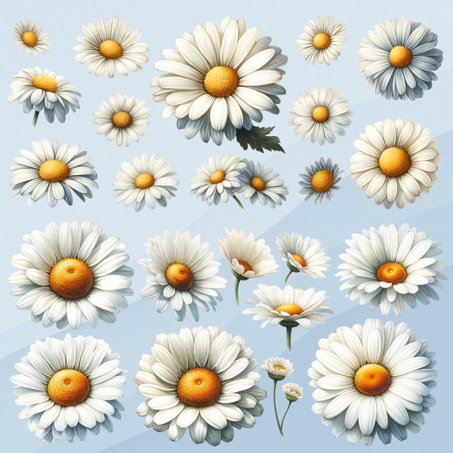 Daisy PNG, Watercolor Daisy Clipart Bundle, Spring Floral PNG, Flower ...