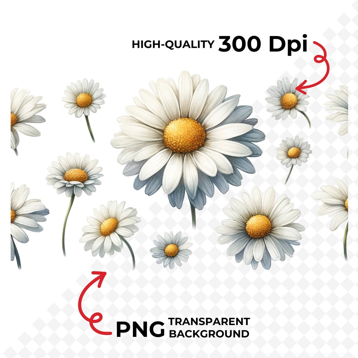 Daisy PNG, Watercolor Daisy Clipart Bundle, Spring Floral PNG, Flower ...