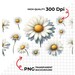 Daisy PNG, Watercolor Daisy Clipart Bundle, Spring Floral PNG, Flower ...